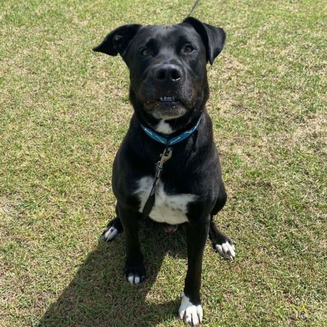George - Large Male Labrador Mix Dog in NSW - PetRescue
