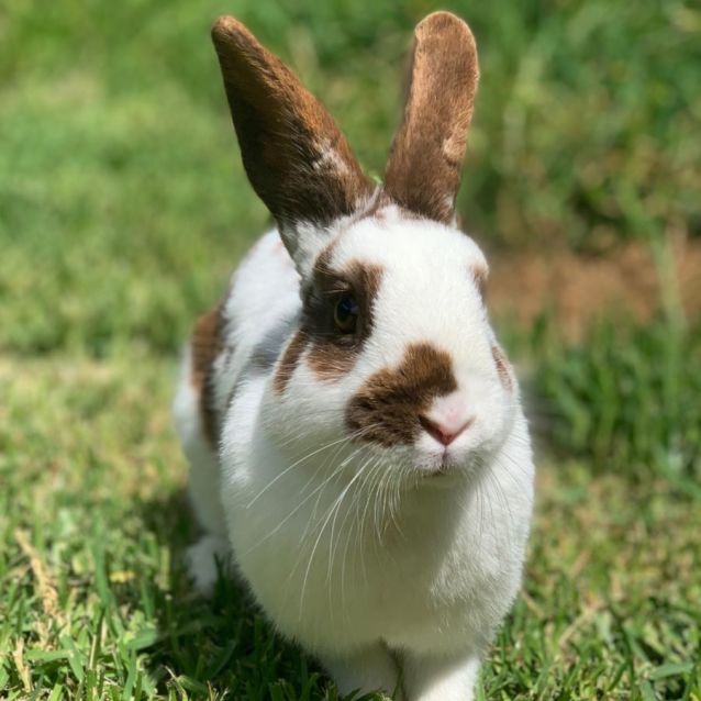 Ava - Female Rex Mix Rabbit in NSW - PetRescue