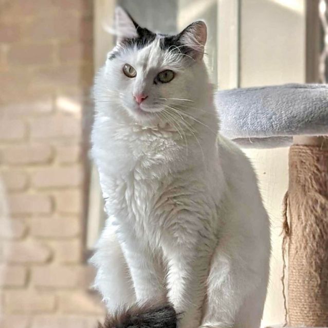 Daphy - Female Domestic Medium Hair Cat in VIC - PetRescue