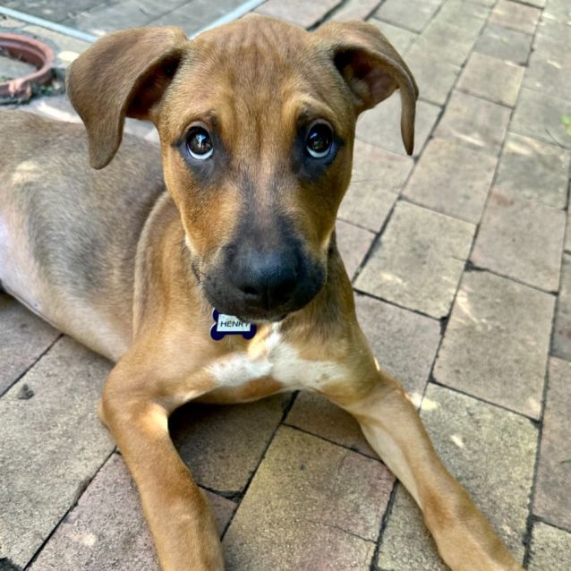 Henry - Medium Male Ridgeback x Staffy Mix Dog in NSW - PetRescue