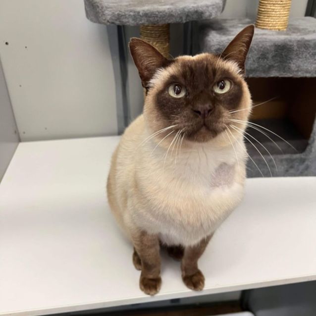 Renley - Male Burmese Cat in VIC - PetRescue