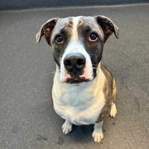 Ballarat Animal Shelter - PetRescue