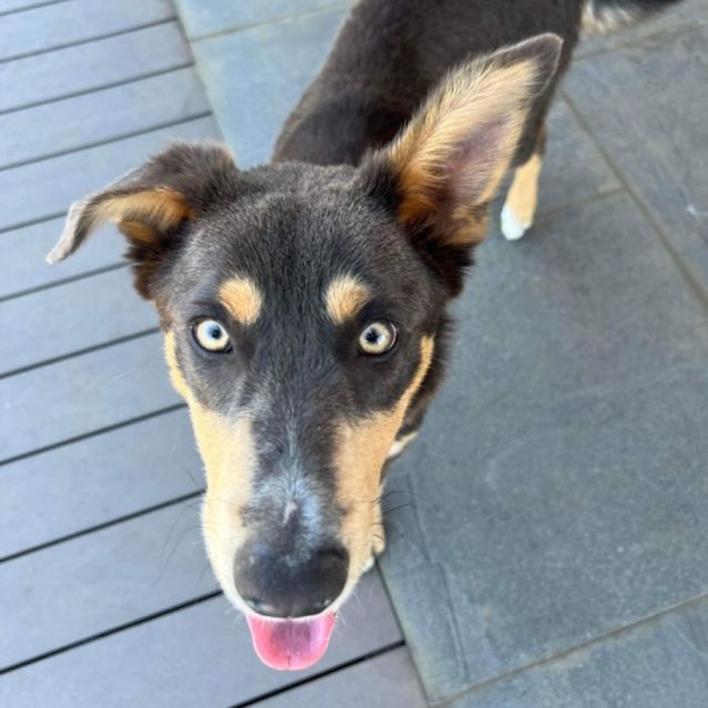Angus - Medium Male Border Collie x Kelpie Dog in VIC - PetRescue
