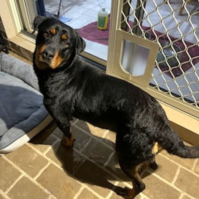 Stella ** Pure Breed Rottweiler ** - Large Female Rottweiler Dog in NSW ...