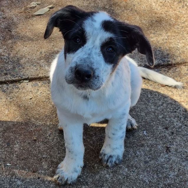 Diana - Medium Female Border Collie x Staghound x Australian Cattle Dog ...