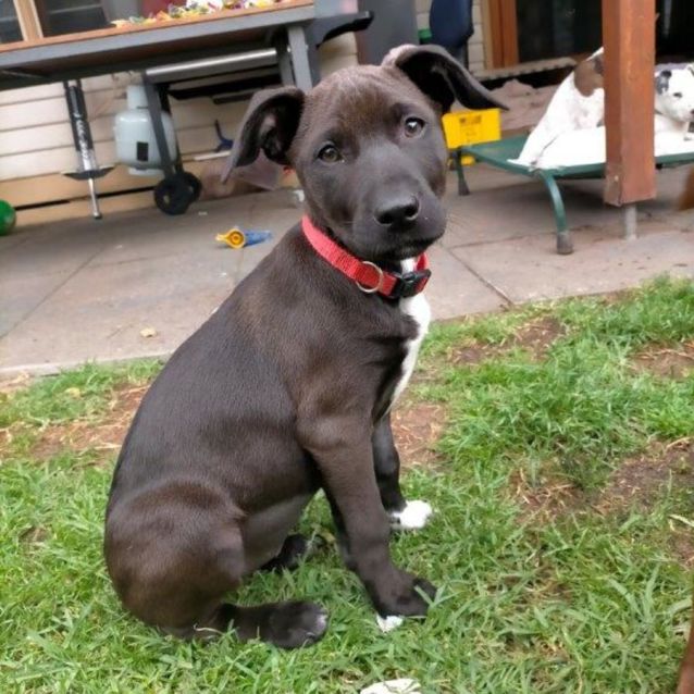 Xanthus - Medium Female Kelpie x Smithfield Cattle Dog x Great Dane Mix ...