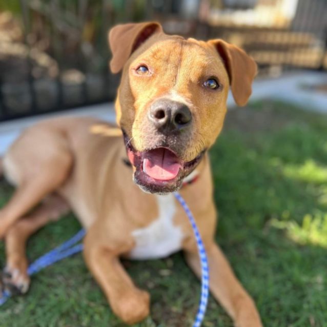 Rusty - Medium Male Staffordshire Bull Terrier Mix Dog in QLD - PetRescue