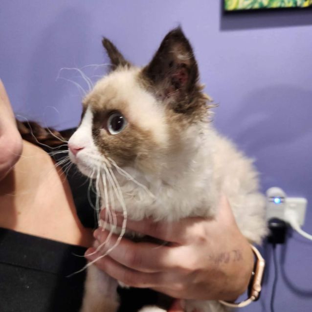 Birdie - Female Ragdoll x Devon Rex Mix Cat in QLD - PetRescue