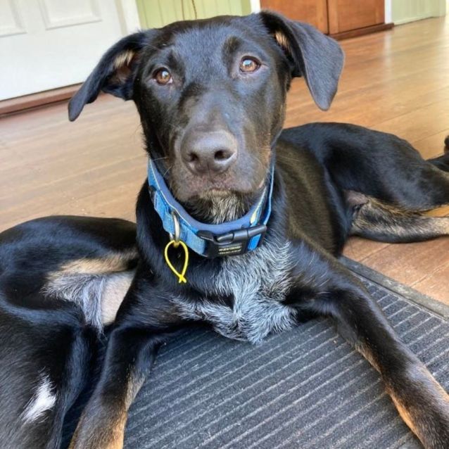 Winston - Medium Male Mixed Breed Mix Dog in QLD - PetRescue