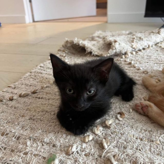 Zini Meet Me @ Petstock Brighton East 18/03 Fluffy - Female Domestic ...