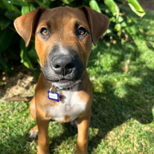 Herbie - Medium Male Ridgeback x Staffy Mix Dog in NSW - PetRescue