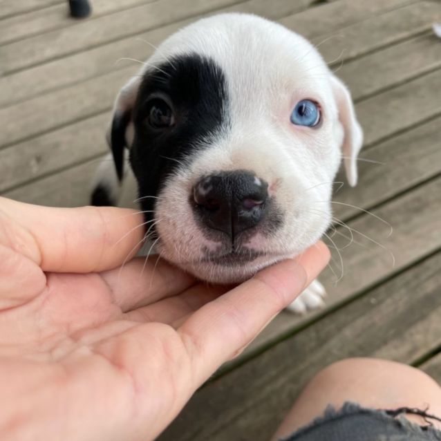 Bladee - Medium Male Border Collie x Staffy Mix Dog in VIC - PetRescue