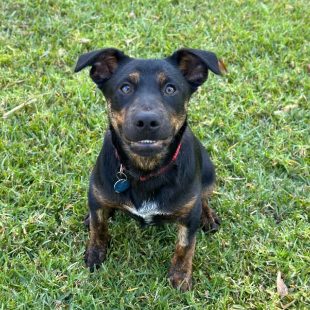 Mia - Medium Female Rottweiler x Kelpie Mix Dog in NSW - PetRescue