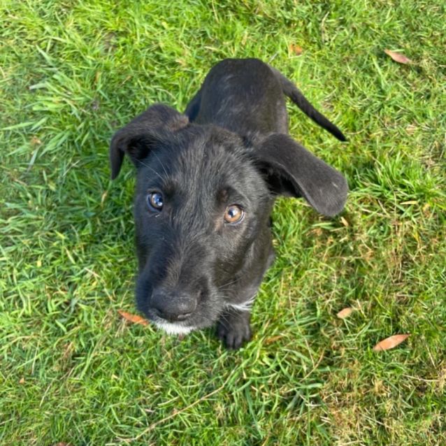 Leo - Large Male German Shorthaired Pointer x Irish Wolfhound Mix Dog ...