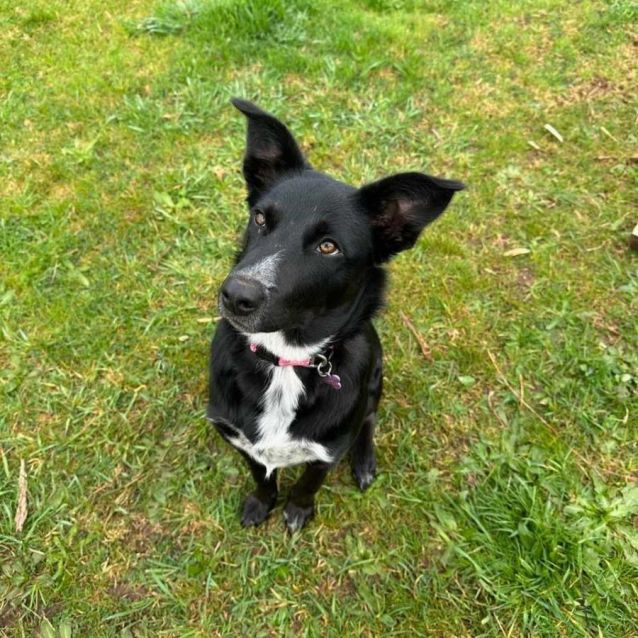 Millie - Medium Female Border Collie x Kelpie Dog in VIC - PetRescue