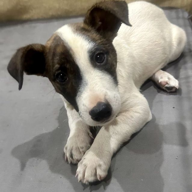 Banjo - Small Male Mixed Breed Dog in VIC - PetRescue