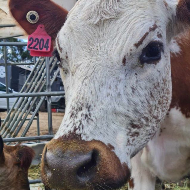 Butterscotch & Toffee - Female Cow in VIC - PetRescue