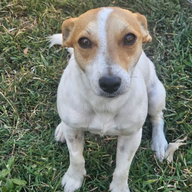 Milo - Small Male Jack Russell Terrier Dog in QLD - PetRescue