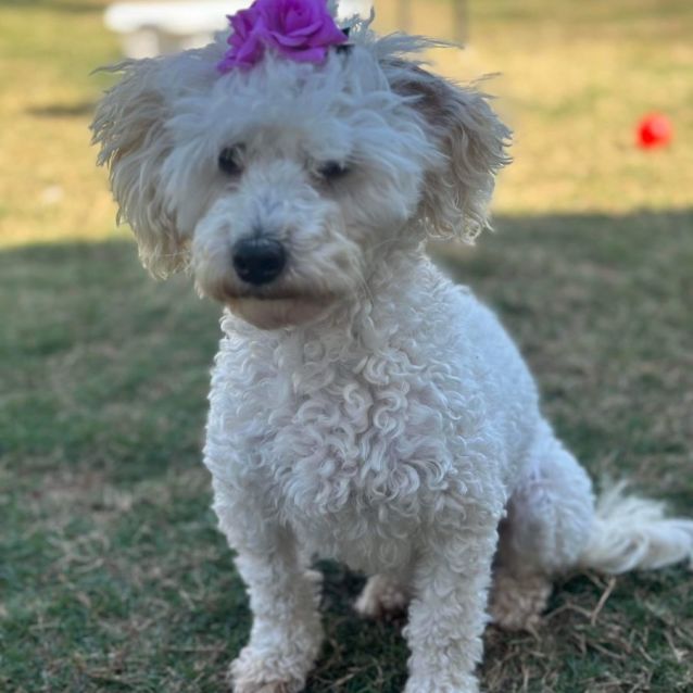 Petunia - Small Female Poodle Dog in QLD - PetRescue