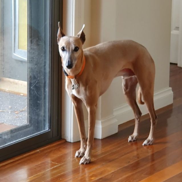 Devo - Medium Male Whippet Dog in VIC - PetRescue