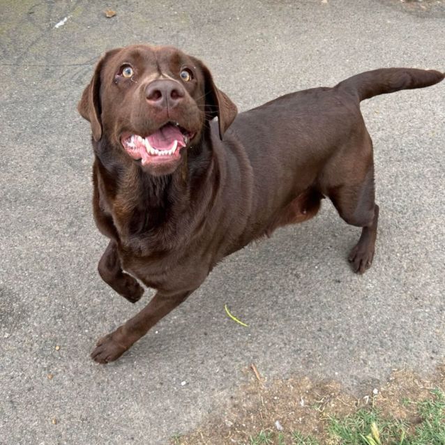 Patricia - Large Female Labrador Mix Dog in VIC - PetRescue