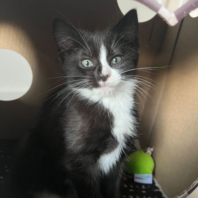 Edna Krabappel **2nd Chance Cat Rescue** - Female Domestic Short Hair ...