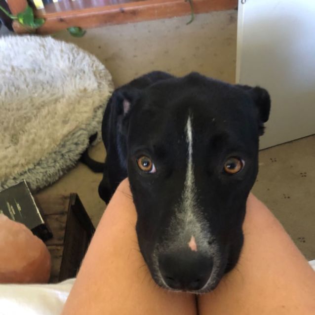 Patrick - Medium Male Border Collie x Staffy Mix Dog in VIC - PetRescue