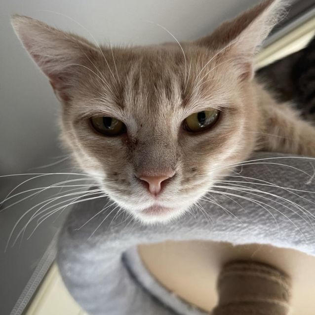 Solar - Female Domestic Short Hair Cat in VIC - PetRescue