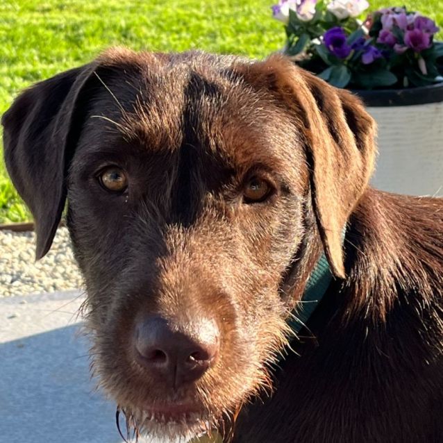 Rojo - Large Female Labrador Mix Dog in VIC - PetRescue