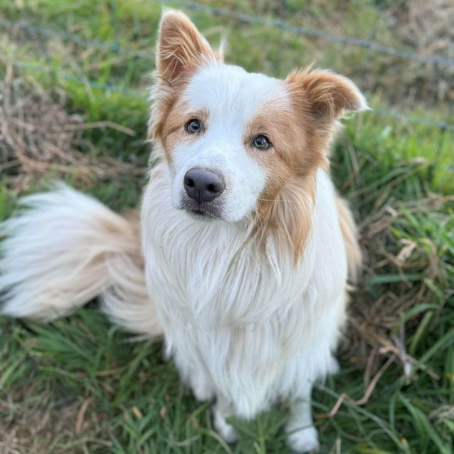 Harlow - Medium Male Border Collie Dog in VIC - PetRescue