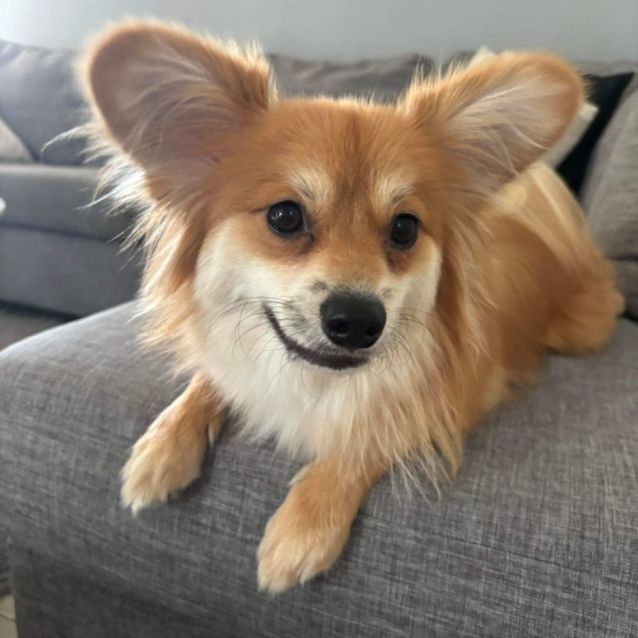 Mocha - Small Male Pomeranian x German Spitz x Papillon Mix Dog in QLD ...