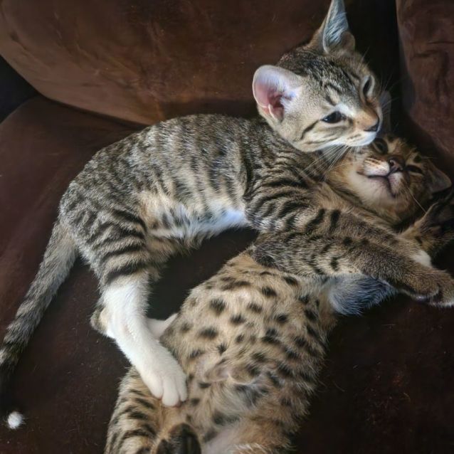 Frances - Male Domestic Short Hair Cat in NSW - PetRescue