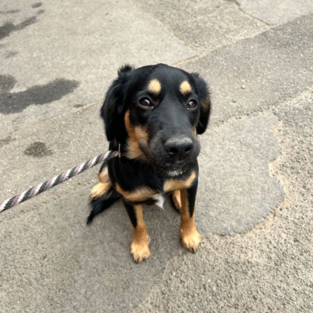 Zara - Medium Female English Springer Spaniel x Kelpie Dog in VIC ...