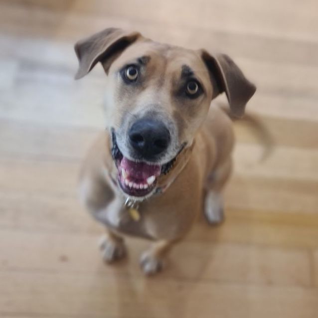 Odessa - Medium Female Labrador x Weimaraner Mix Dog in VIC - PetRescue