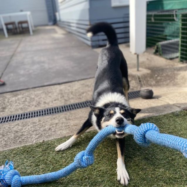 Weeble - Medium Female Kelpie x Border Collie Mix Dog in VIC - PetRescue