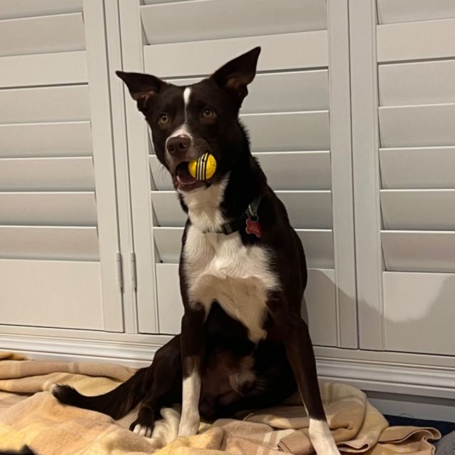 Mars - Medium Male Border Collie x Kelpie Mix Dog in NSW - PetRescue