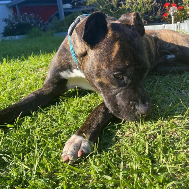 Angus - Medium Male Boxer x Staffy Mix Dog in VIC - PetRescue