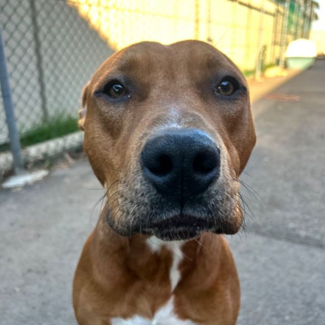 Red - Medium Male Amstaff Mix Dog in VIC - PetRescue