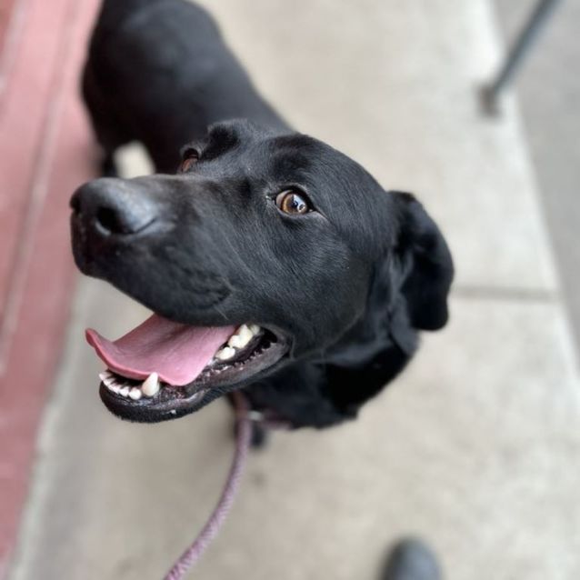 Bear - Large Male Labrador Mix Dog in VIC - PetRescue