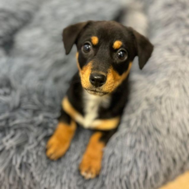 Beaker - Small Female Dachshund Dog in VIC - PetRescue