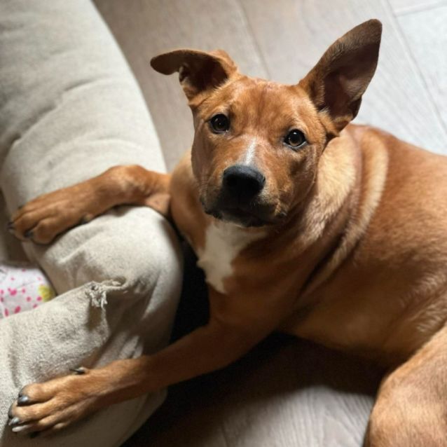 Isolde - Medium Female American Staffordshire Terrier x Kelpie Mix Dog ...