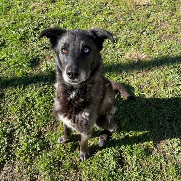 Ghost - Medium Male Alaskan Malamute x Irish Wolfhound Dog in NSW ...