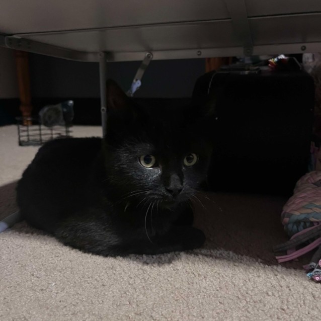 Inky - Female Domestic Short Hair Cat in VIC - PetRescue