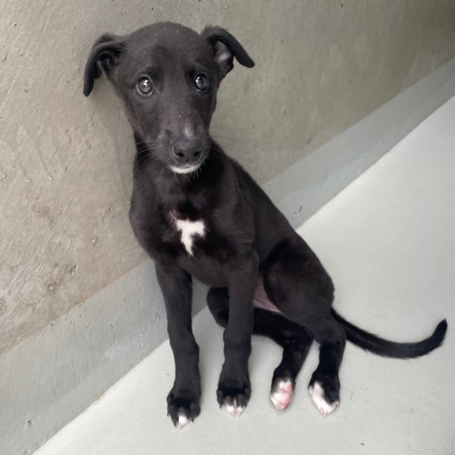 Mishka - Medium Female Whippet Mix Dog in NSW - PetRescue