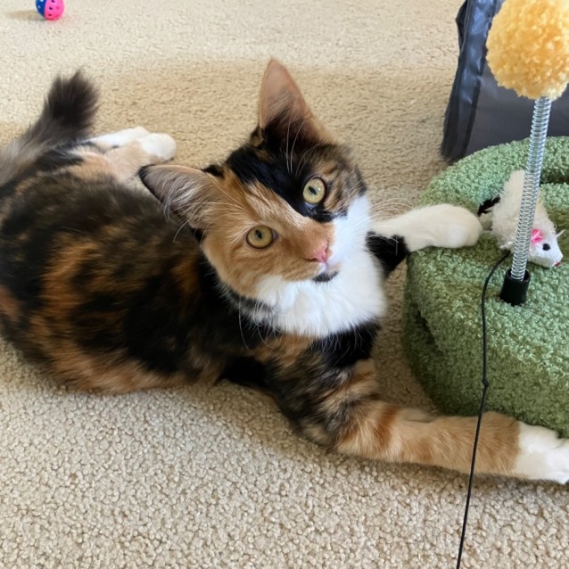 Mish Mash - Female Domestic Short Hair (DSH) Cat in VIC - PetRescue