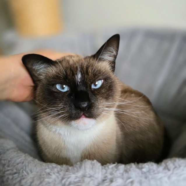 Mocha - Male Siamese Cat in VIC - PetRescue