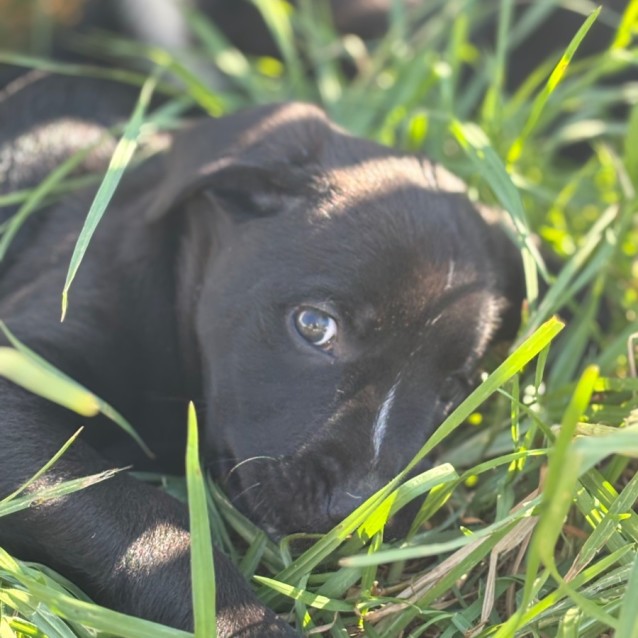 Heidi - Large Female American Staffordshire Terrier x German Shepherd ...