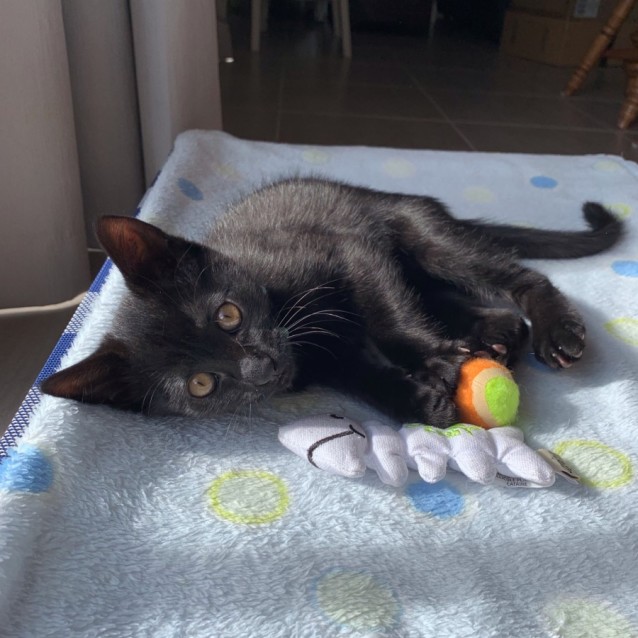 Jeremiah - Male Domestic Short Hair (DSH) Cat in VIC - PetRescue
