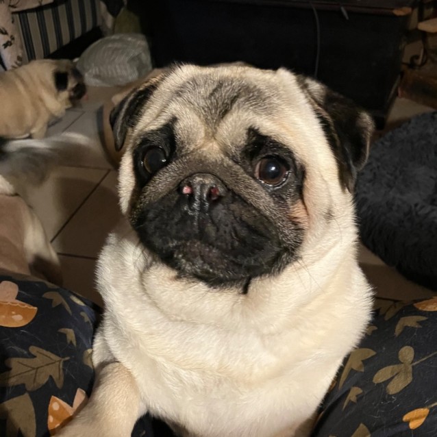 Clarkeson - Small Male Pug Dog in QLD - PetRescue