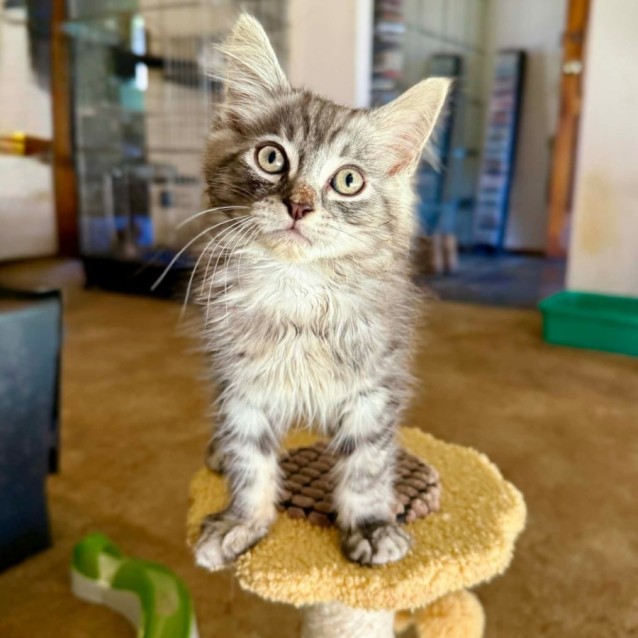 Messi - Male Domestic Short Hair (DSH) Cat in NSW - PetRescue